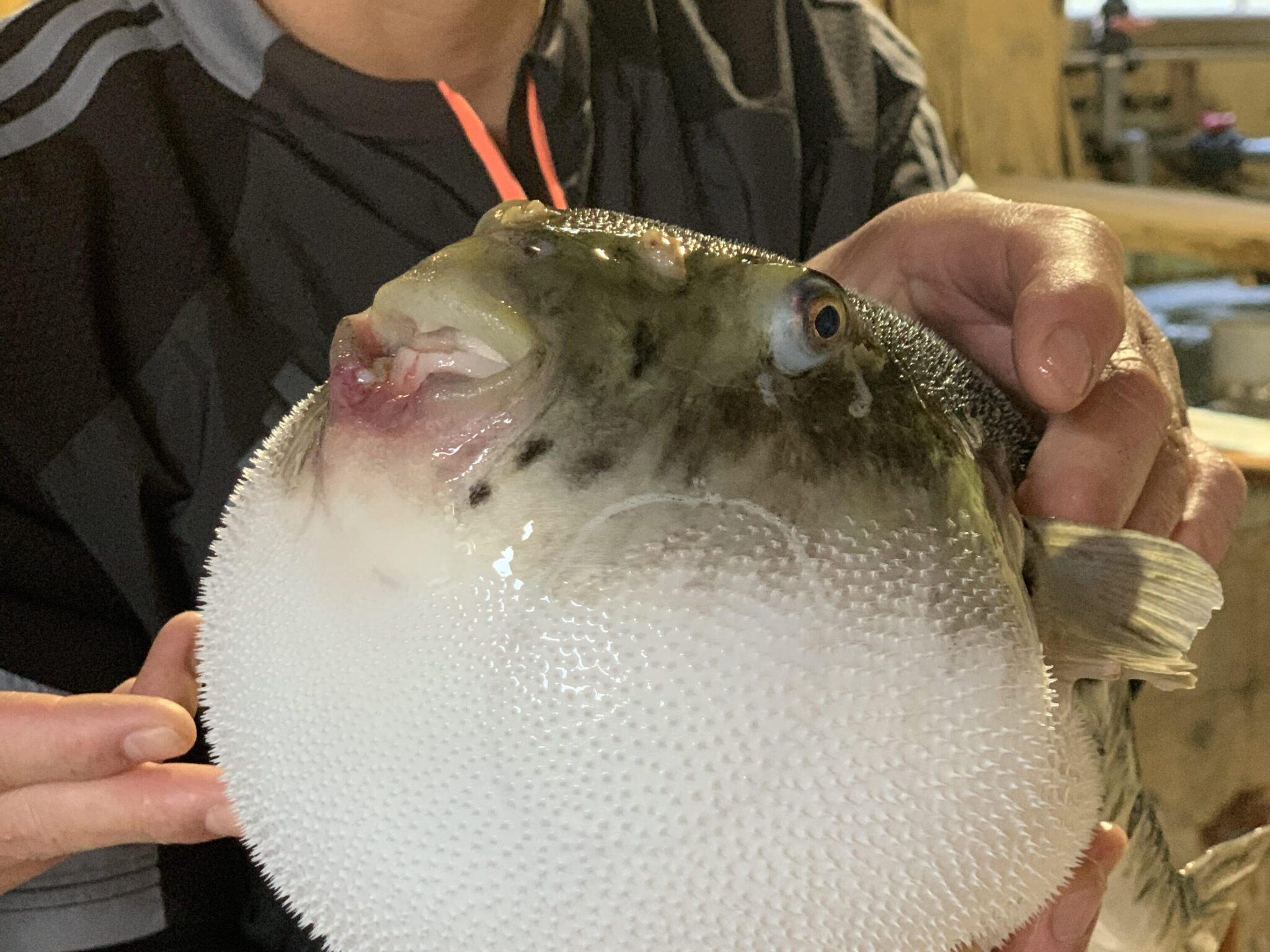Puffer fish– The Dangerous Jewel of Japanese Haute Cuisine: Fugu | 伊勢すえよし