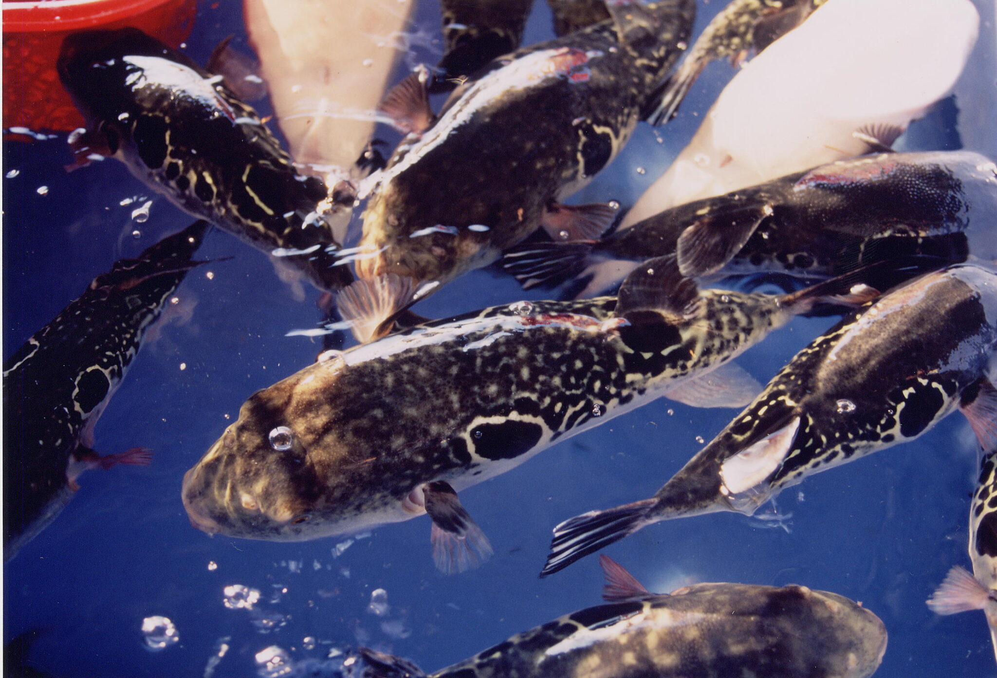 Puffer fish– The Dangerous Jewel of Japanese Haute Cuisine: Fugu | 伊勢すえよし